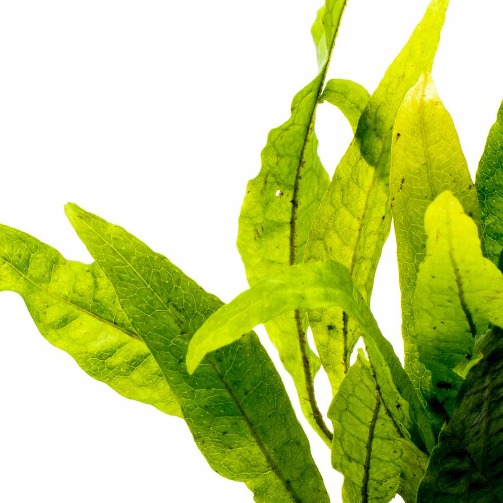 Java Fern Aquarium Plant — Buce Plant