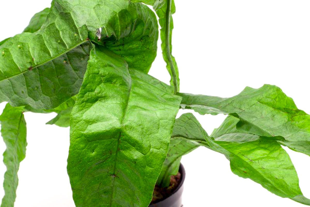 Fern Aquarium Plants | Aquatic Ferns | Buce Plant