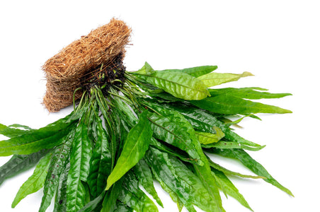 Java Fern Mat Aquarium Plant — Buce Plant