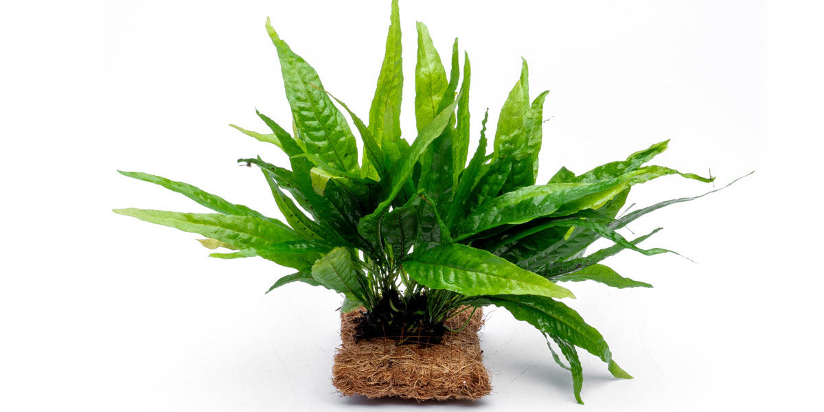 Java Fern Mat Aquarium Plant — Buce Plant