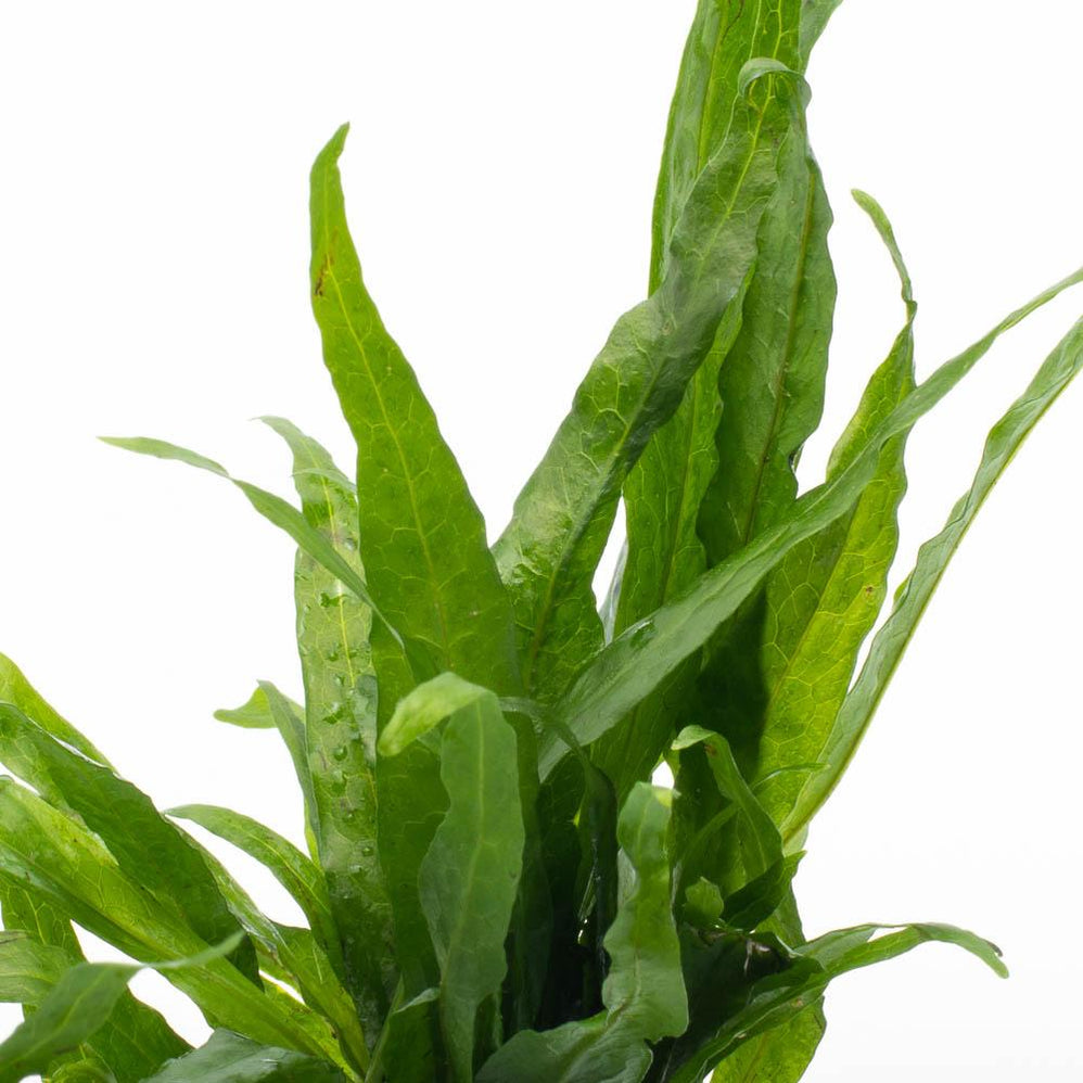 Fern Aquarium Plants | Aquatic Ferns | Buce Plant