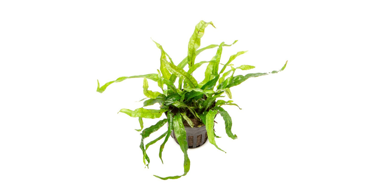Java Fern Narrow Mini Aquarium Plant — Buce Plant