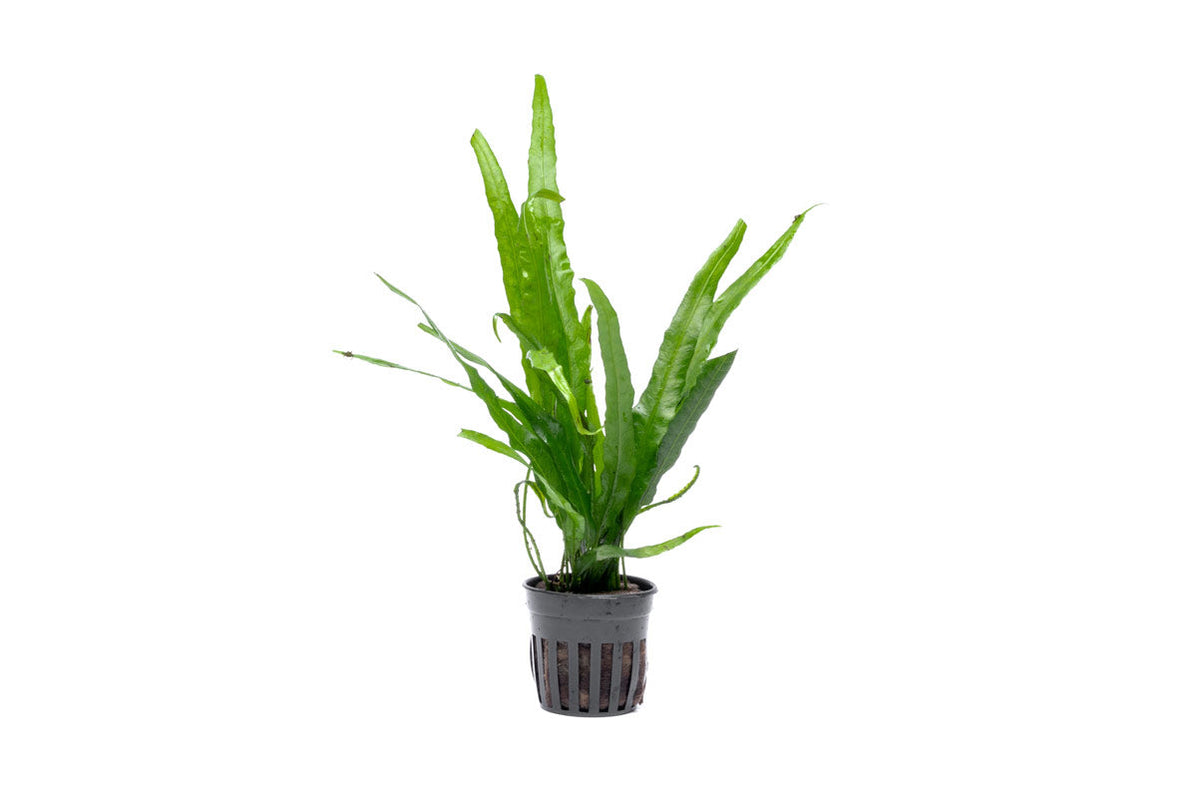Java Fern Needle Leaf — Buce Plant