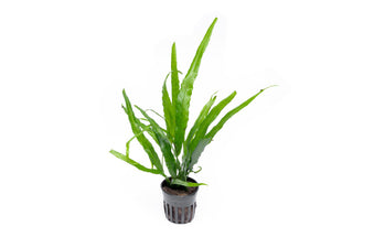 Java Fern Needle Leaf — Buce Plant