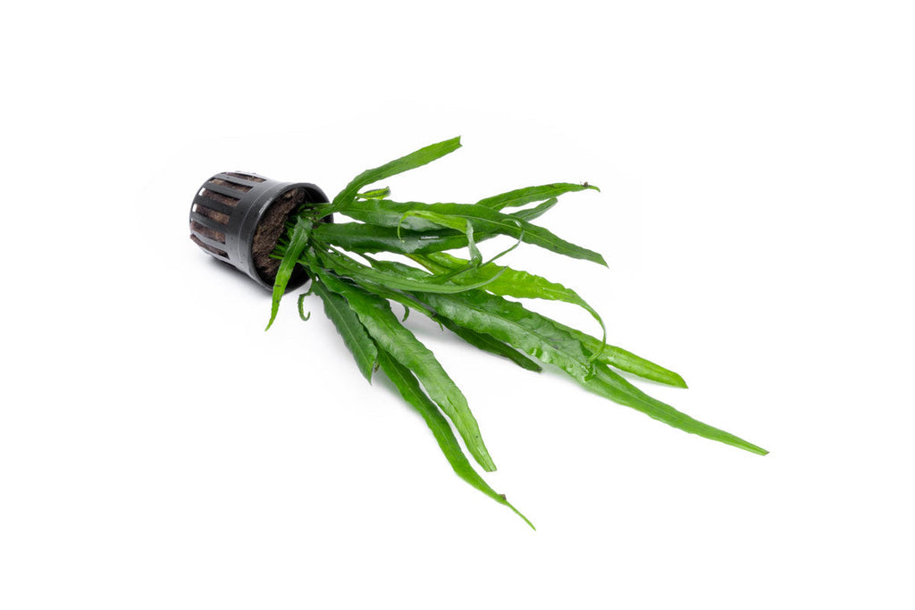 Fern Aquarium Plants | Aquatic Ferns | Buce Plant