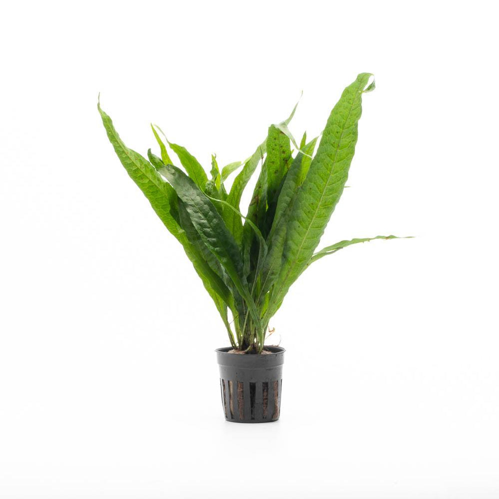 Ferns Aquarium Plant — Buce Plant
