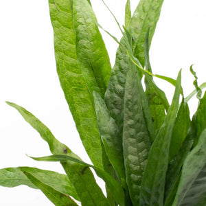 Microsorum Pteropus Philippine Aquarium Plant — Buce Plant