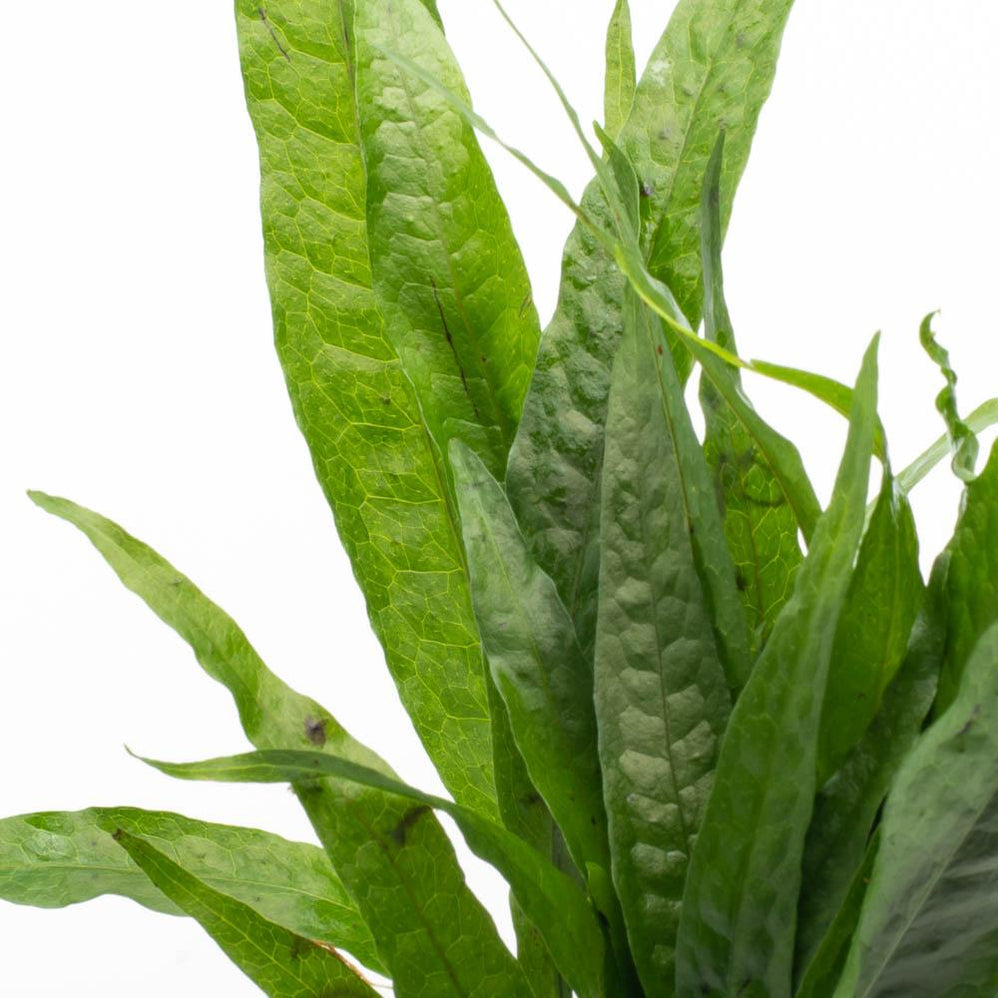 Ferns Aquarium Plant — Buce Plant