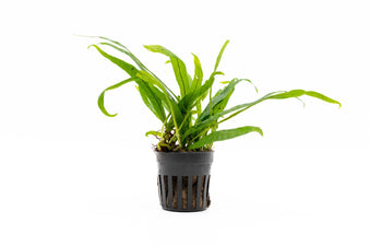 Java Fern Philippine Mini Aquarium Plant — Buce Plant