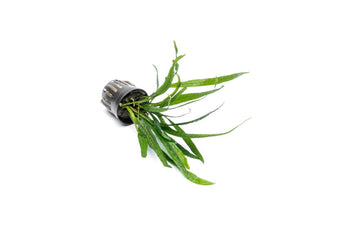 Java Fern Philippine Mini Aquarium Plant — Buce Plant