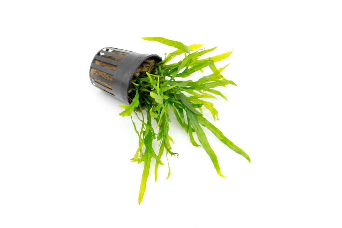 Java Fern Trident Mini Aquarium Plant - Buce Plant