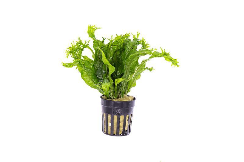 Java Fern 'Windelov' Aquarium Plant — Buce Plant