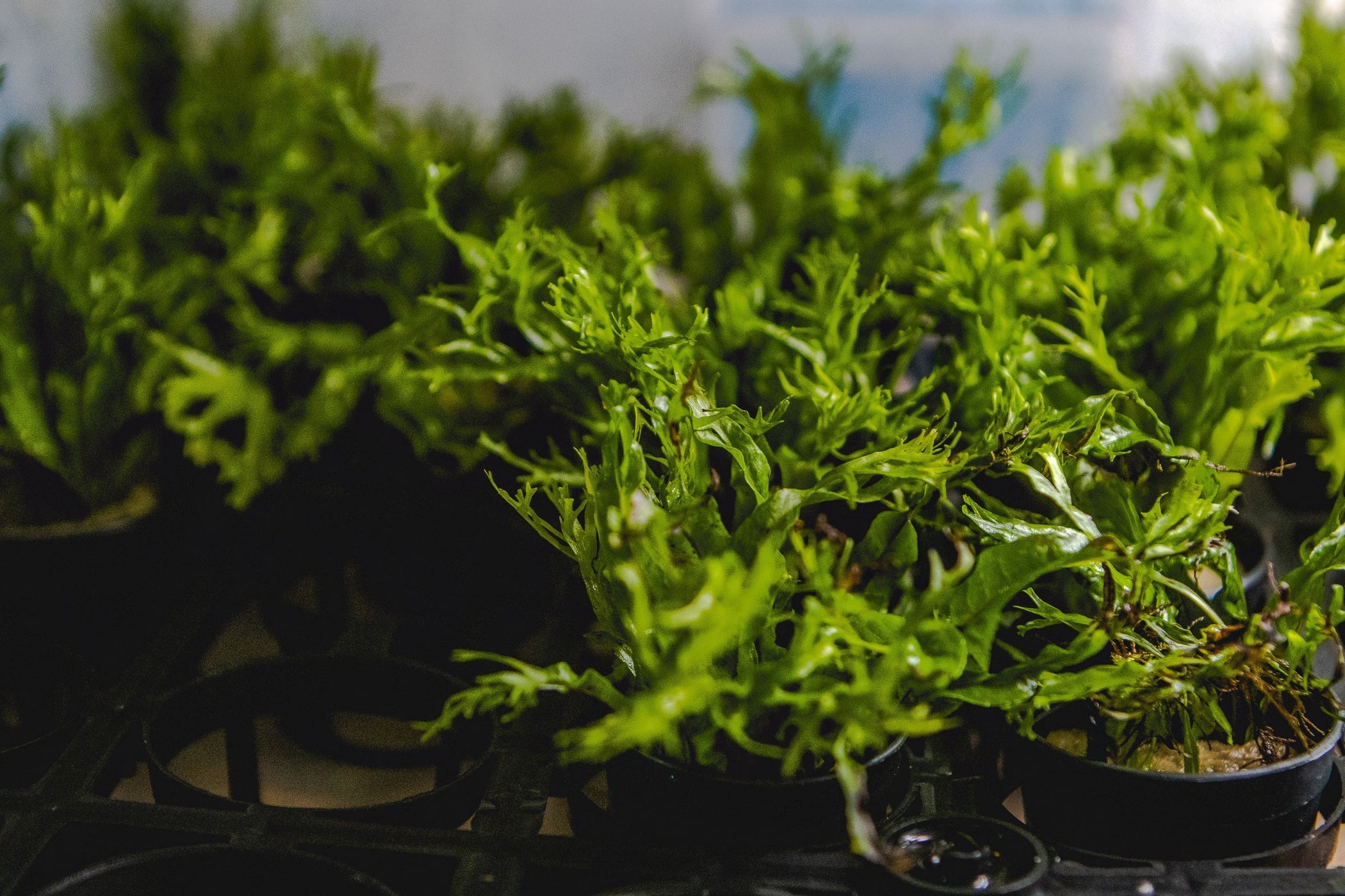 Java Fern 'Windelov' Aquarium Plant — Buce Plant