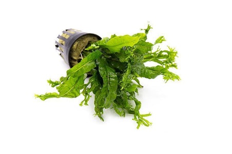 Java Fern 'Windelov' Aquarium Plant — Buce Plant