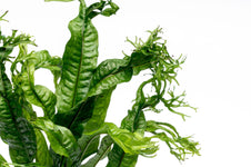 Java Fern 'Windelov' Aquarium Plant — Buce Plant