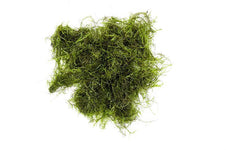 Java Moss Aquarium Plant — Buce Plant