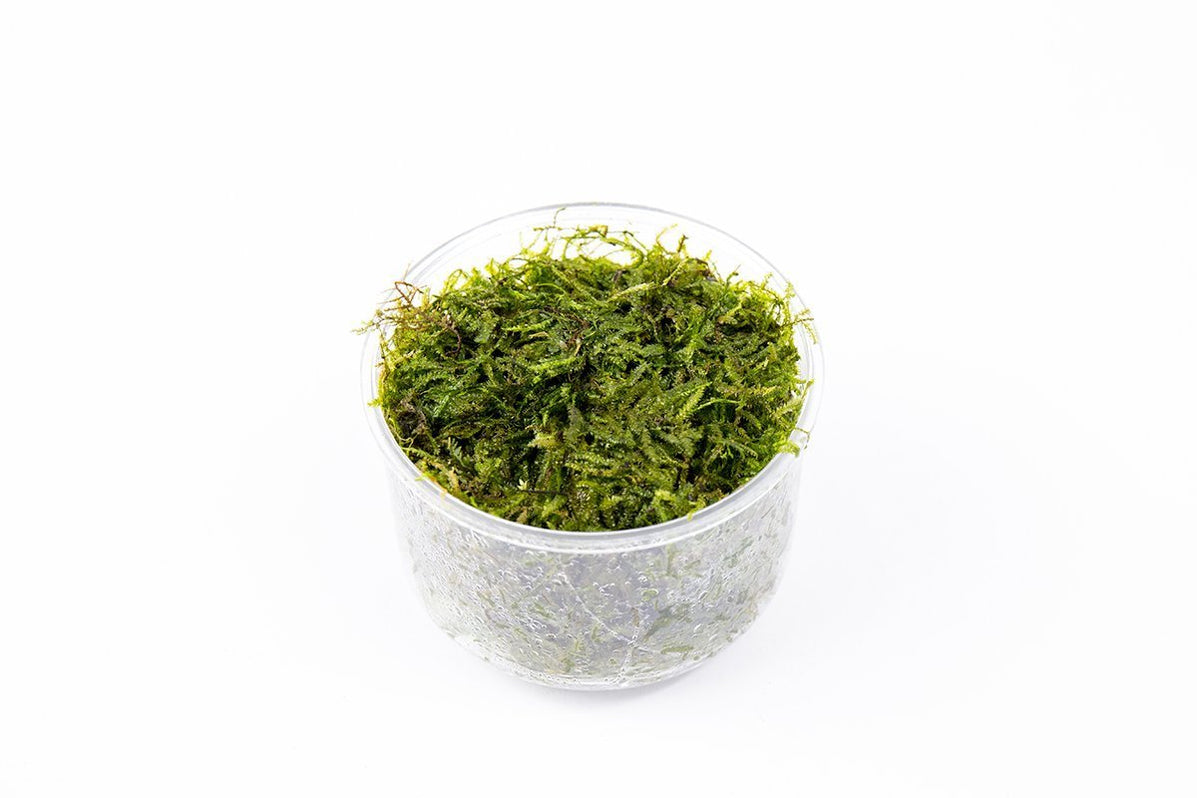Java Moss Aquarium Plant — Buce Plant