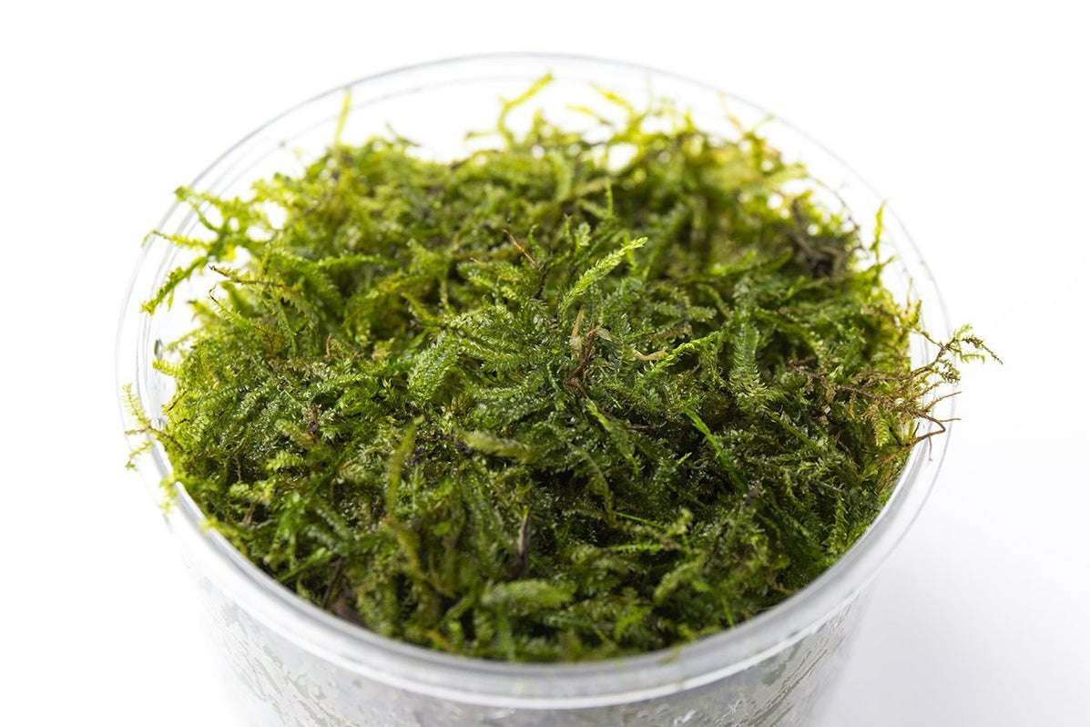Java Moss Aquarium Plant — Buce Plant