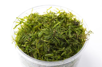 Java Moss Aquarium Plant — Buce Plant