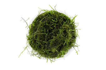 Java Moss Aquarium Plant — Buce Plant