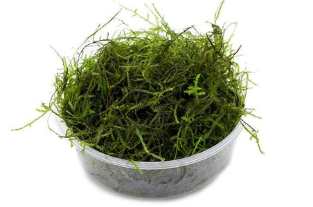 Java Moss Aquarium Plant — Buce Plant