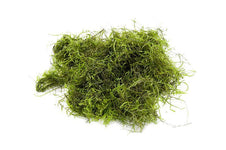 Java Moss Aquarium Plant — Buce Plant