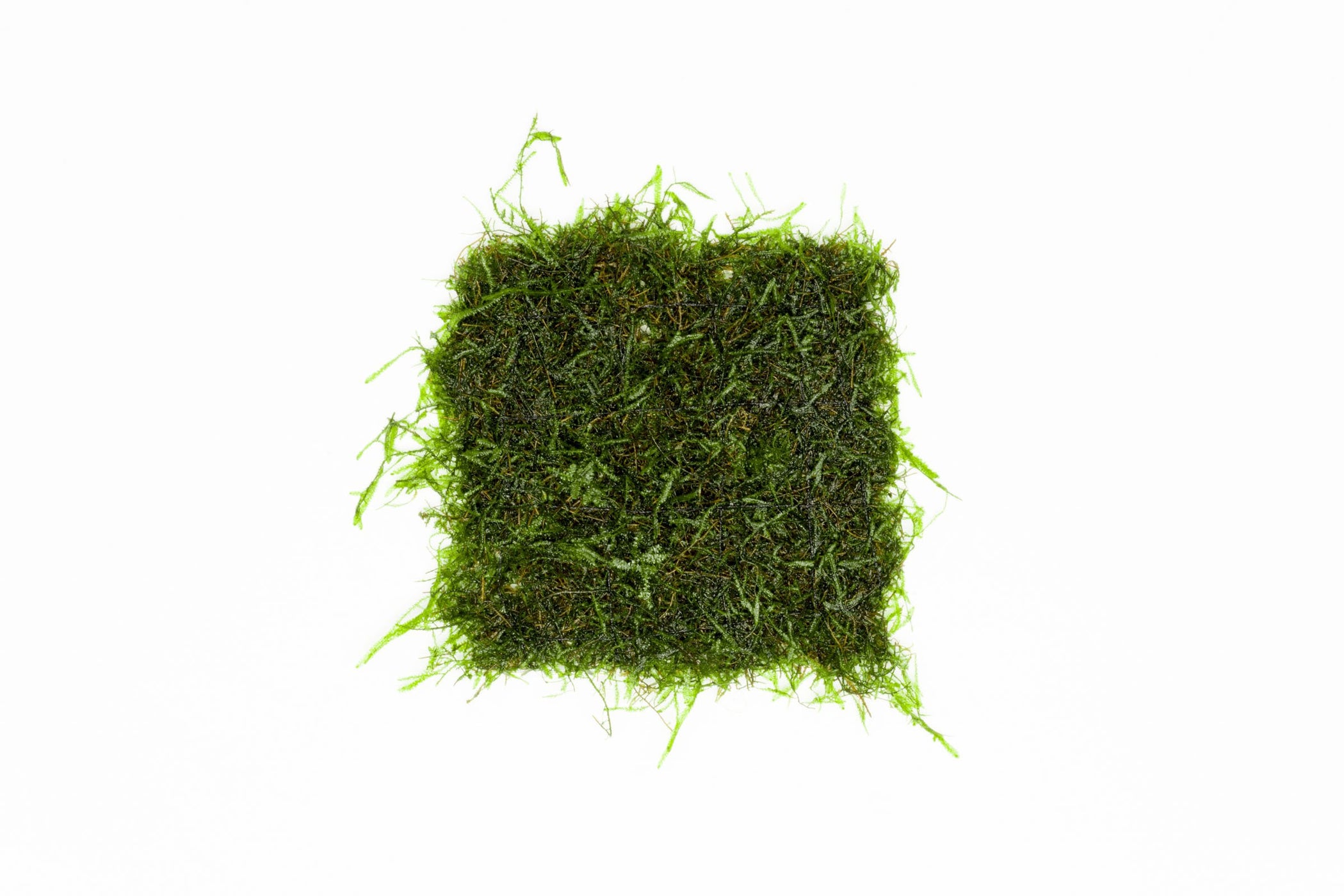 Java Moss on Stainless Steel — Buce Plant