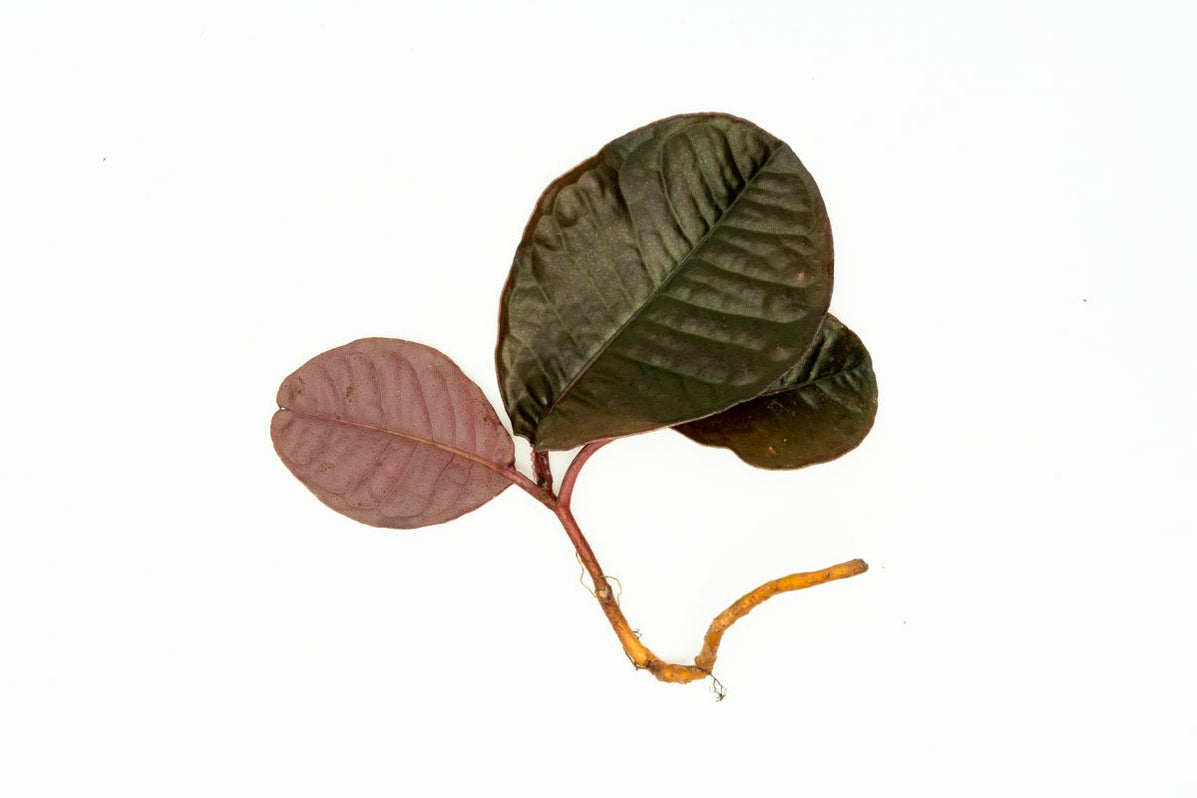 Labisia Sp Brown Type 2 Terrarium Plant — Buce Plant