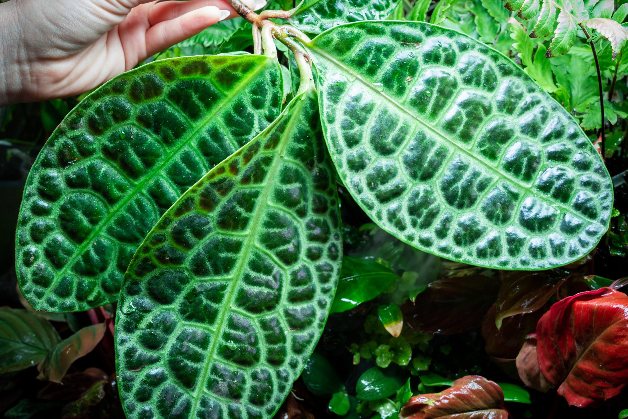 Rare Jungle Plants — Buce Plant
