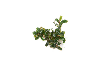 Lamandau Mini Purple Aquarium Plant — Buce Plant