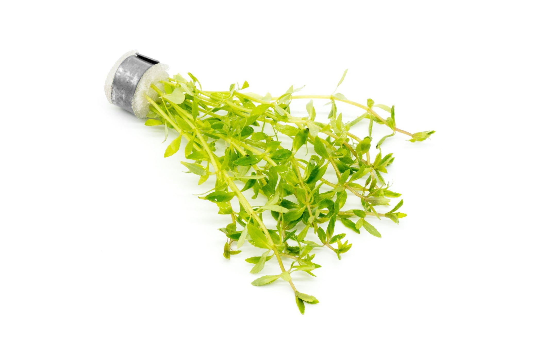 Limnophila Mini Vietnam — Buce Plant