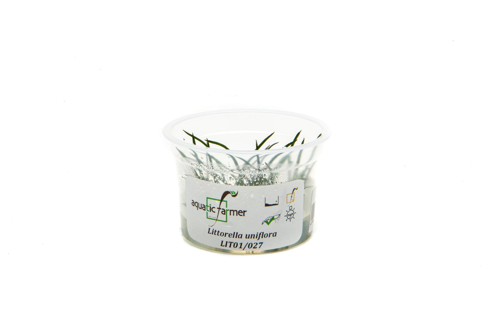 Littorella Uniflora Aquatic Farmer Tissue Culture - Buce Plant