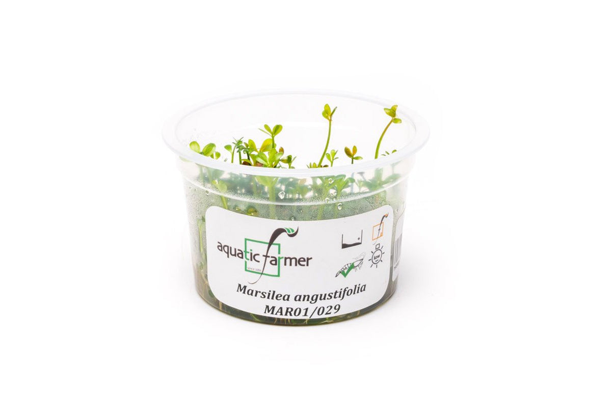 Marsilea Angustifolia Aquatic Farmer Tissue Culture — Buce Plant