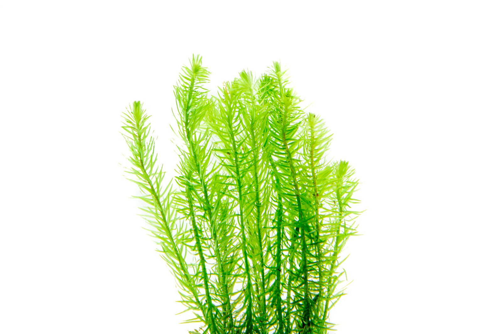 Mayaca Fluviatilis — Buce Plant