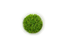 Microcarpaea Minima Merrill Aquatic Farmer Tissue Culture — Buce Plant