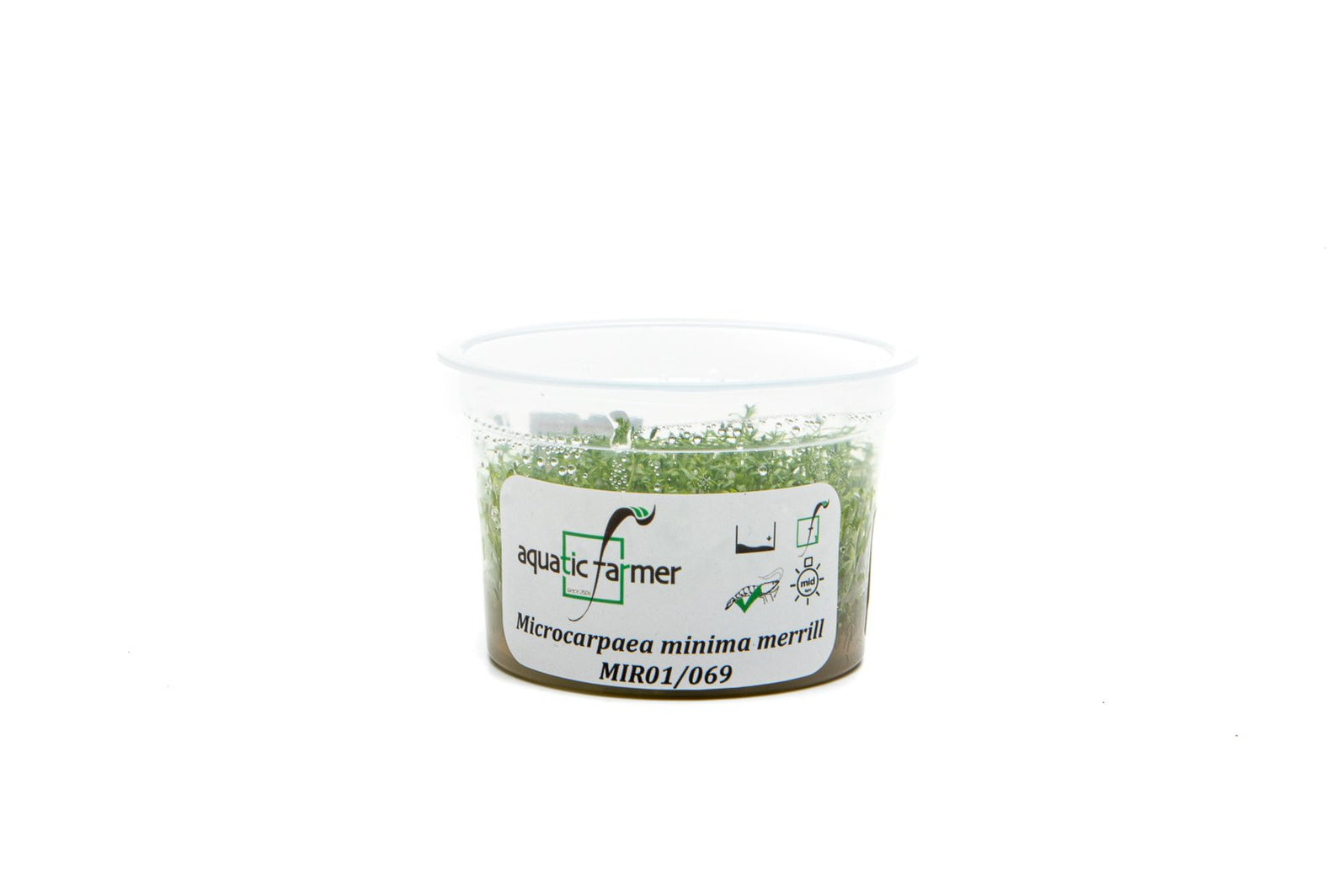 Microcarpaea Minima Merrill Aquatic Farmer Tissue Culture — Buce Plant