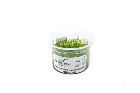 Microcarpaea Minima Merrill Aquatic Farmer Tissue Culture — Buce Plant