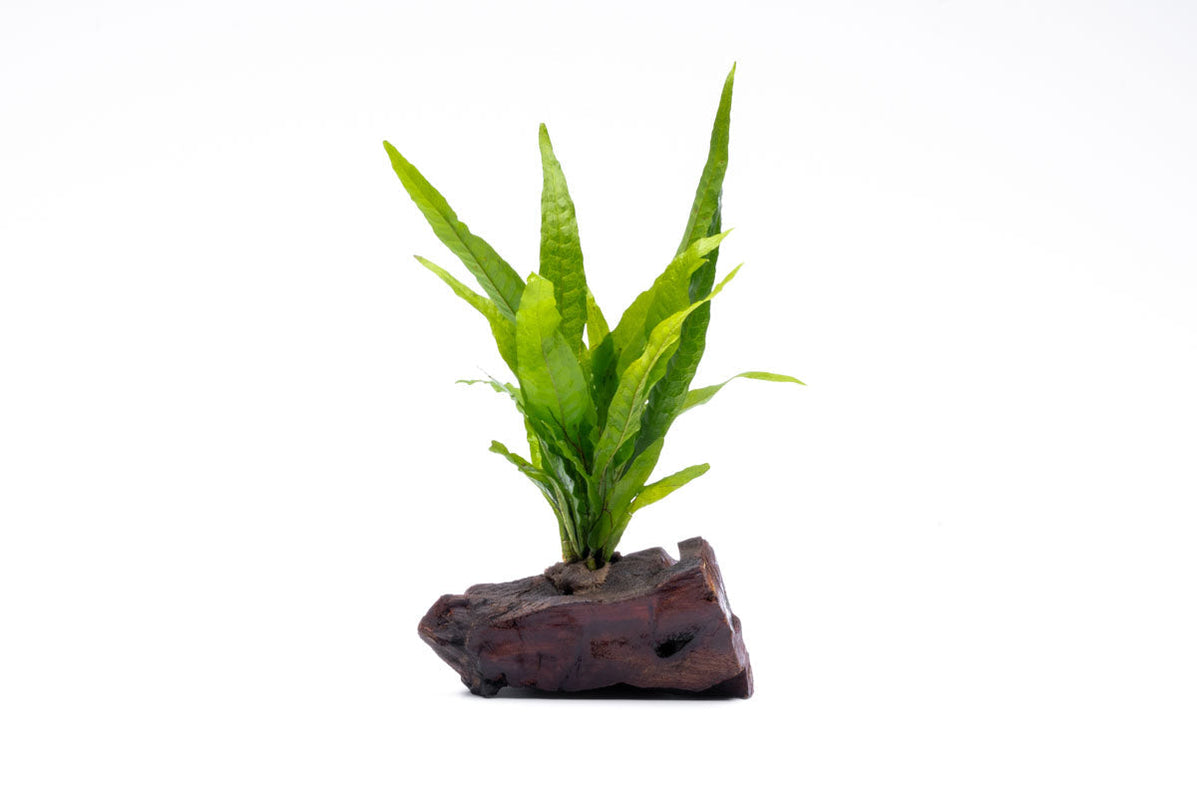 Java Fern (Microsorum Pteropus) on Driftwood | Aquarium Plant — Buce Plant