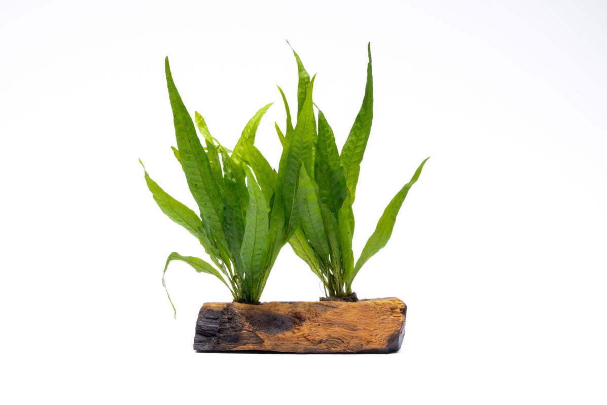 Java Fern (Microsorum Pteropus) on Driftwood | Aquarium Plant — Buce Plant