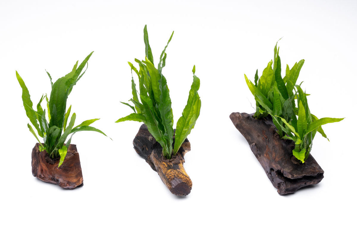 Java Fern (Microsorum Pteropus) on Driftwood | Aquarium Plant — Buce Plant