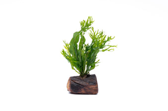 Java Fern 'Windelov' on Driftwood | Aquarium Plant — Buce Plant
