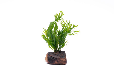 Java Fern 'Windelov' on Driftwood | Aquarium Plant — Buce Plant