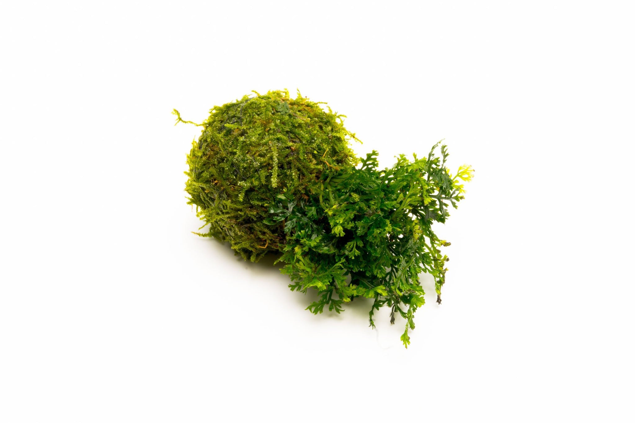 Moss Aquarium Plants | Aquatic Moss | Buce Plant