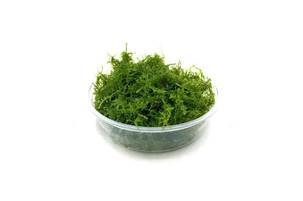 Mini Christmas Moss — Buce Plant