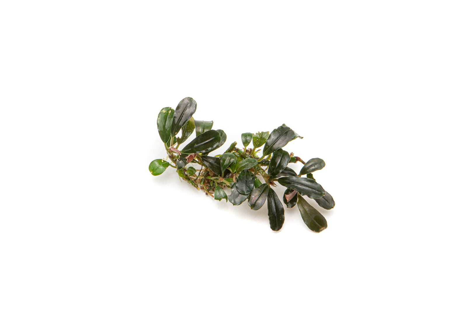 Bucephalandra Mini Coin — Buce Plant
