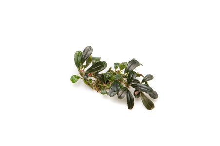 Bucephalandra Mini Coin — Buce Plant