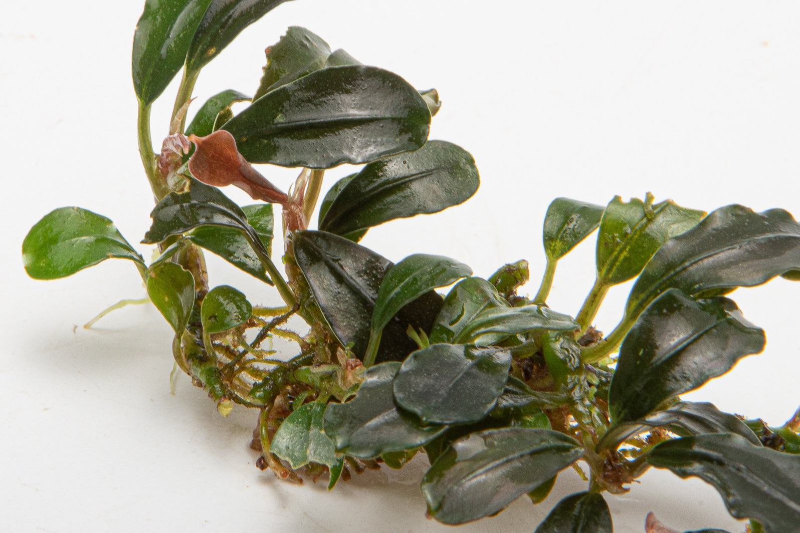 Bucephalandra Mini Coin — Buce Plant