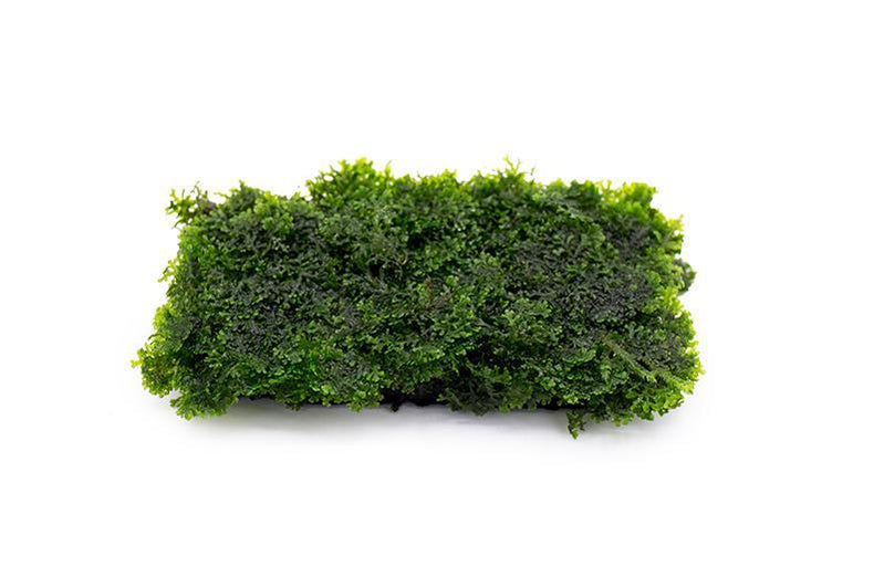 Moss Available — Buce Plant