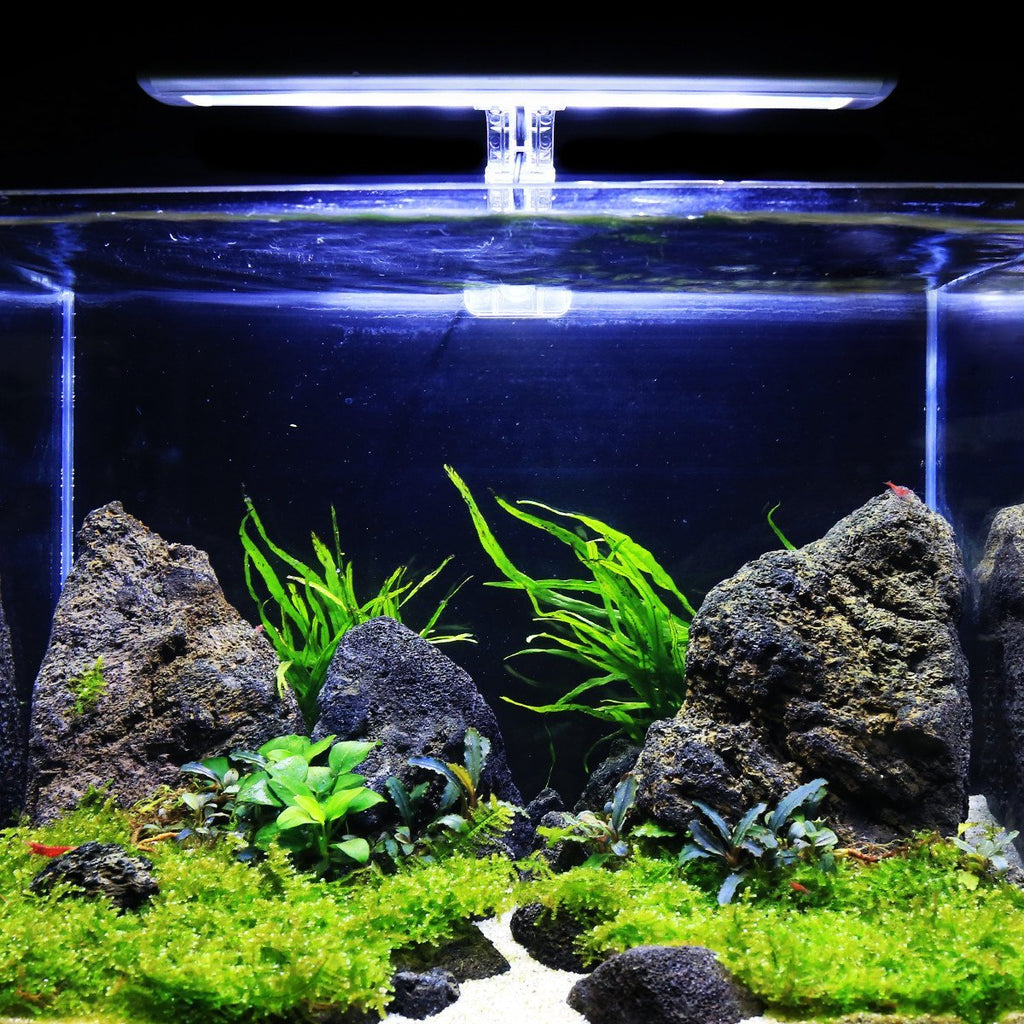 Moss Aquarium Plant — Buce Plant