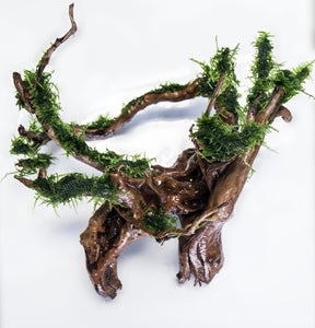 Mini Christmas Moss — Buce Plant